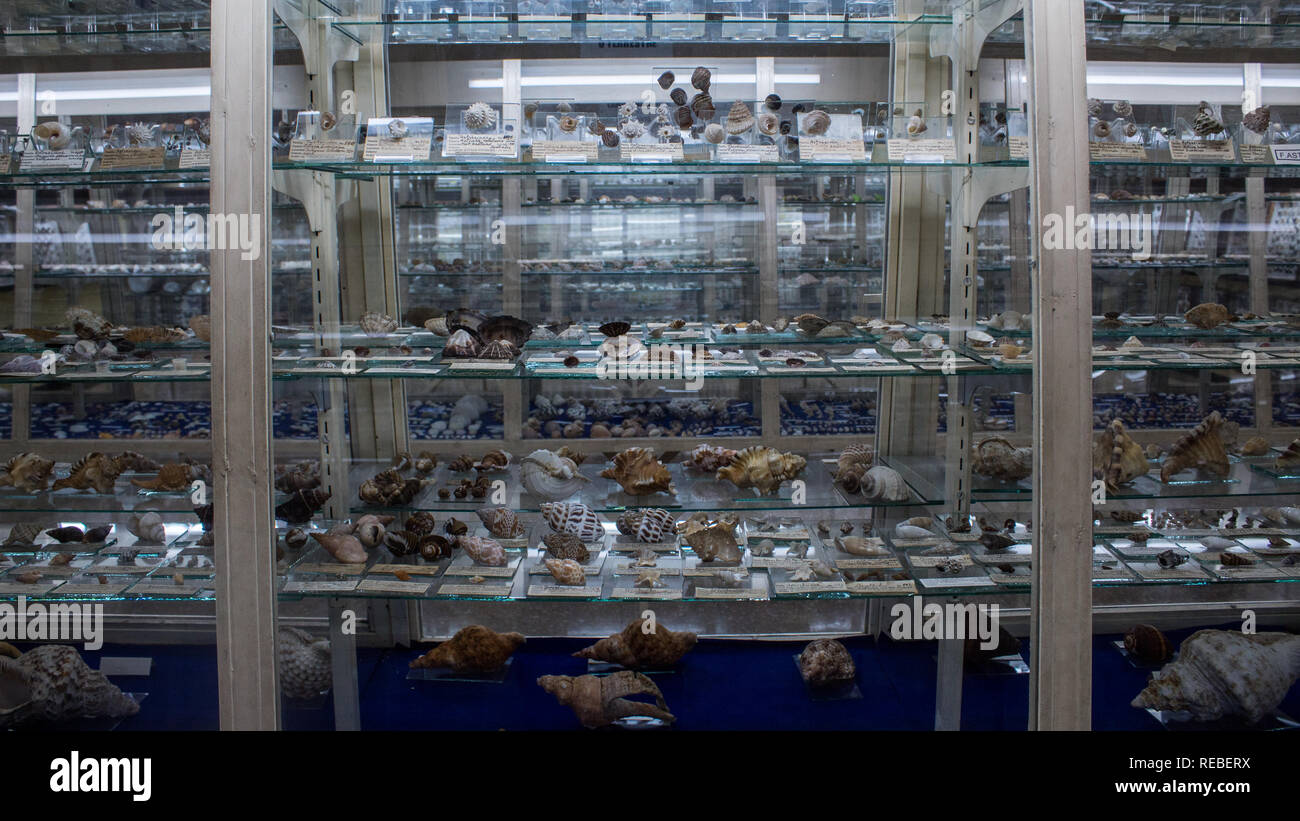 A photo of scientific exhibition of invertebrates (seashells and ...