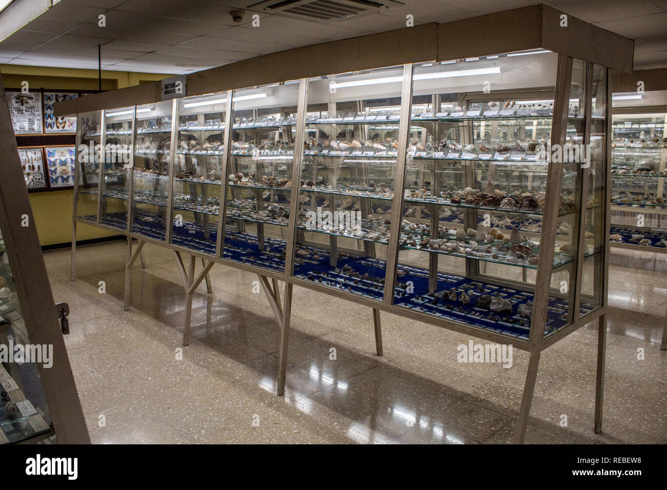 A photo of scientific exhibition of invertebrates (seashells and ...