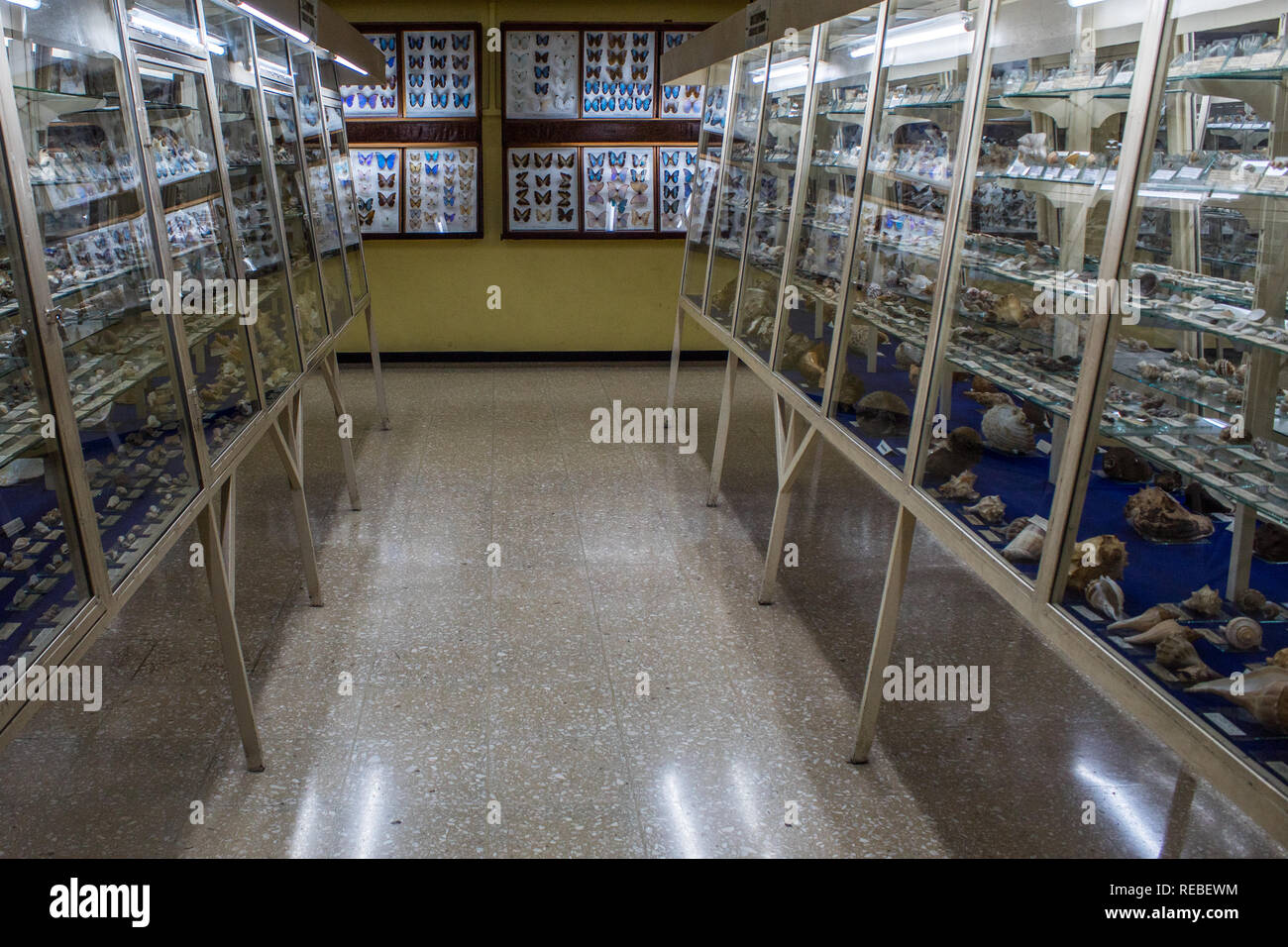 A photo of scientific exhibition of invertebrates (seashells and ...