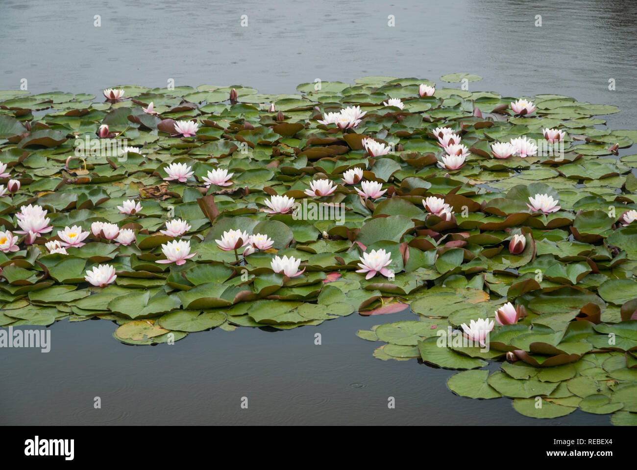 Victoria lilly hi-res stock photography and images - Alamy