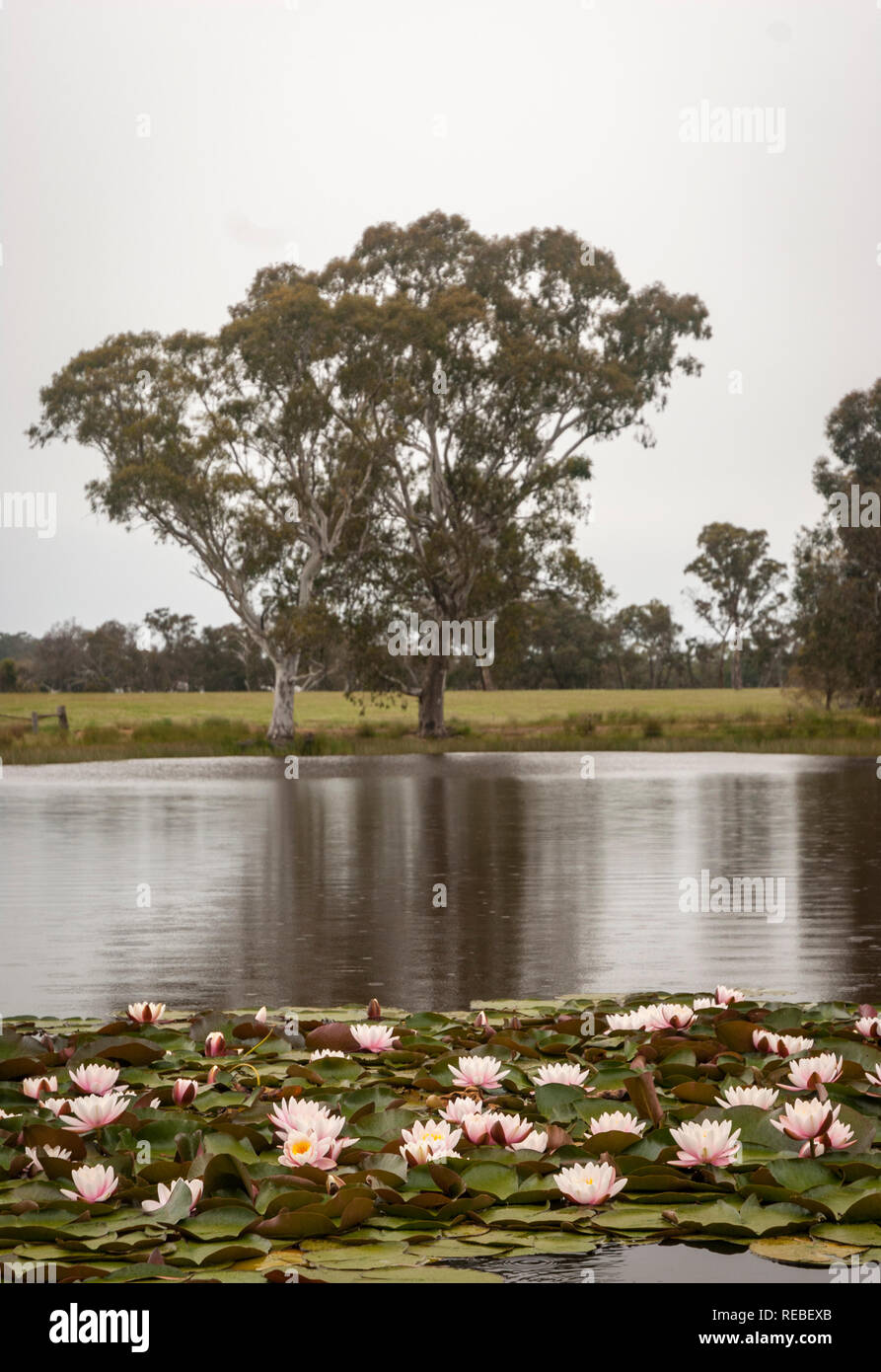 Green tree reservoir hi-res stock photography and images - Alamy