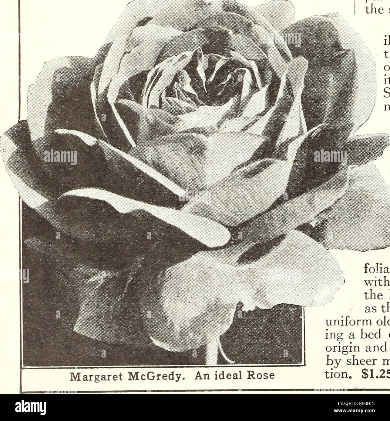 Rose super star hi-res stock photography and images - Alamy