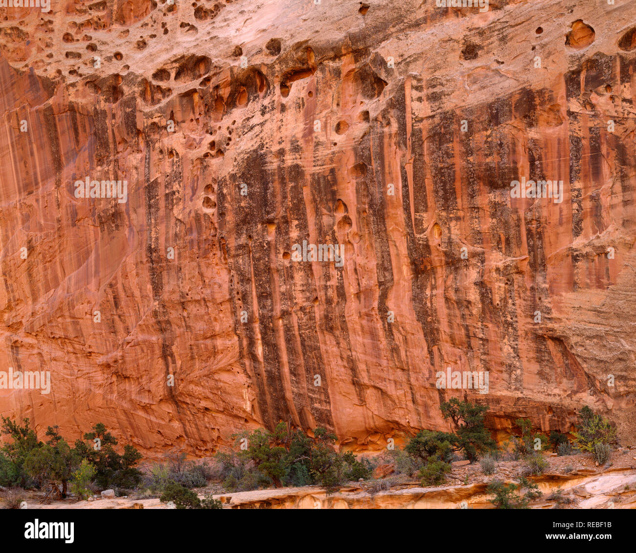 USA, Utah, Capitol Reef National Park, Juniper and pines tree grow ...