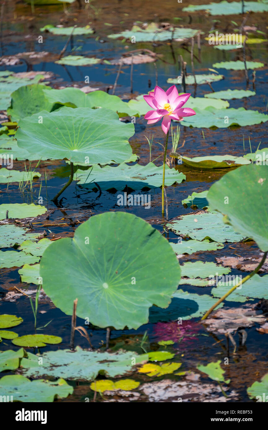 Water lilies and purple flower in outback Australia, Northern Territory ...