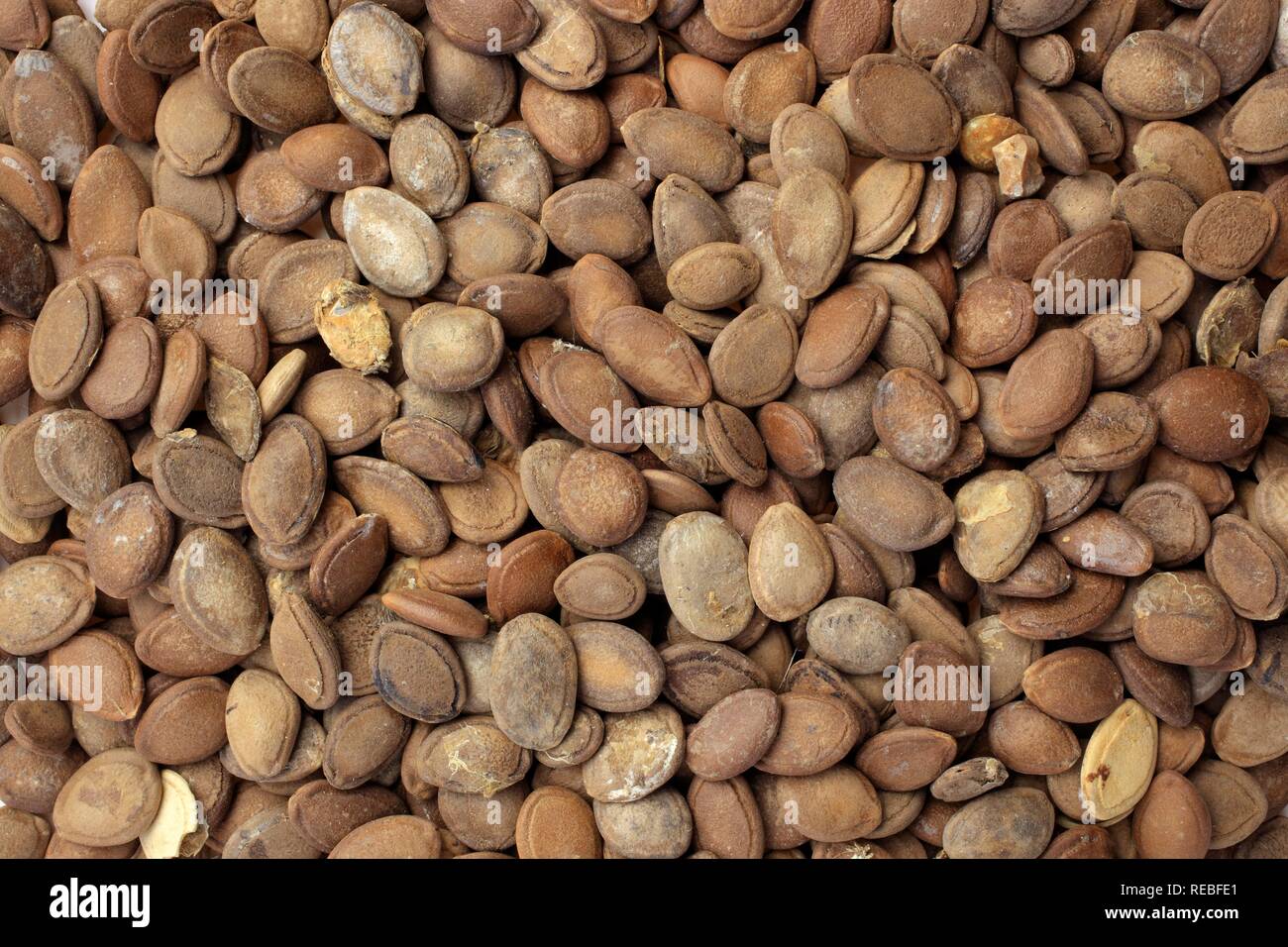 Trichosanthes anguina trichosanthes hi-res stock photography and images ...