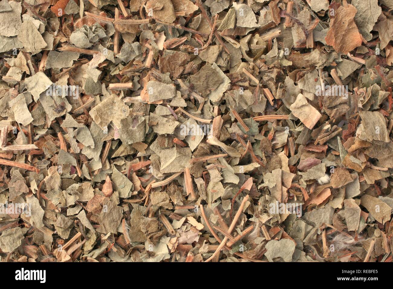 Medicinal plant, American Liverwort or Liverleaf (Hepatica nobilis ...