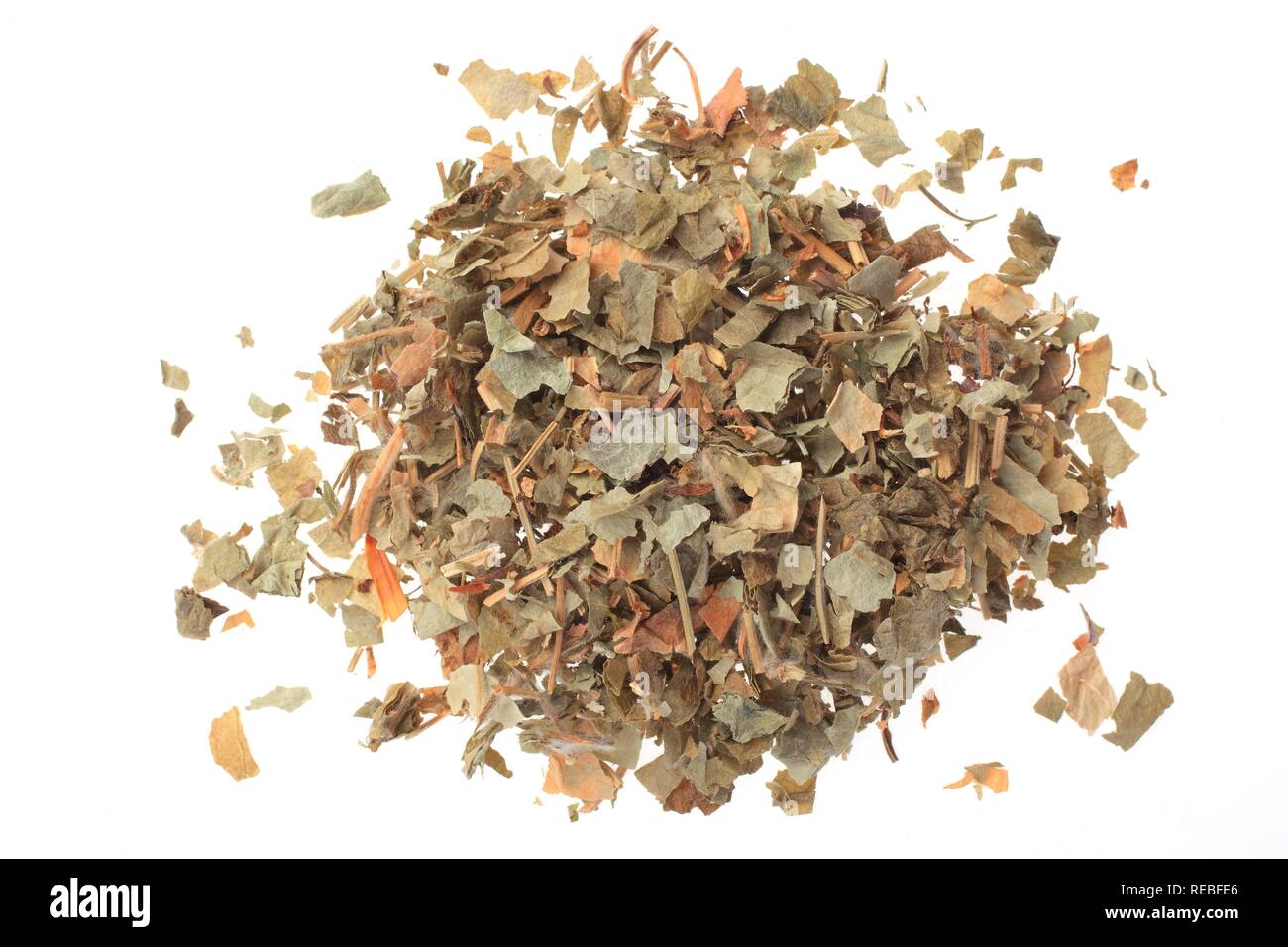 Medicinal plant, American Liverwort or Liverleaf (Hepatica nobilis ...