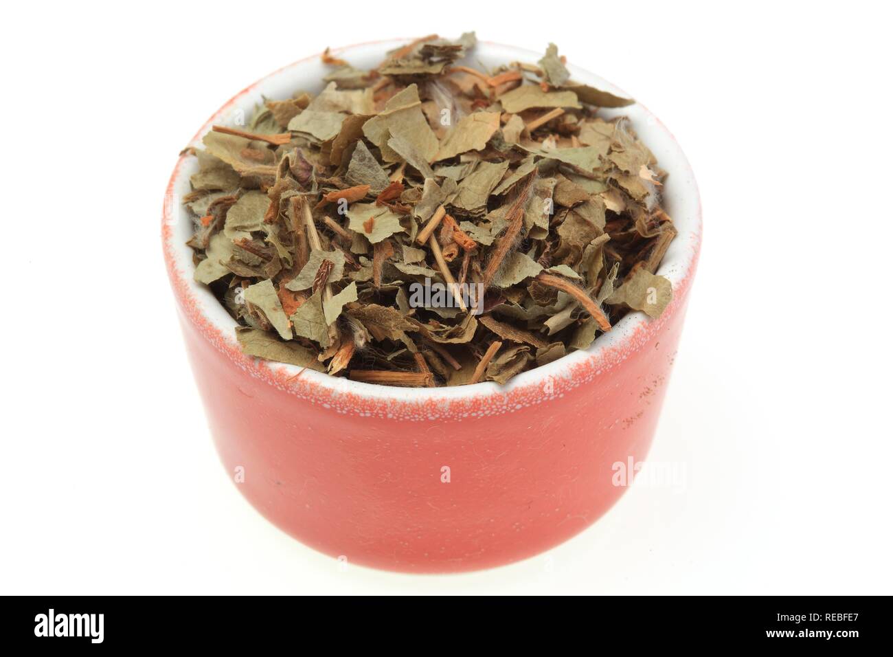 Medicinal plant, American Liverwort or Liverleaf (Hepatica nobilis ...