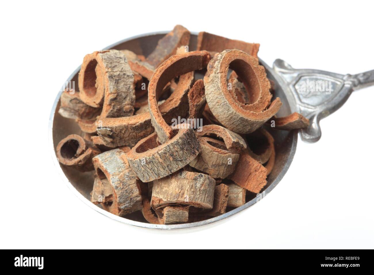 Medicinal plant, bark from a Houpu Magnolia (Magnolia officinalis Stock ...