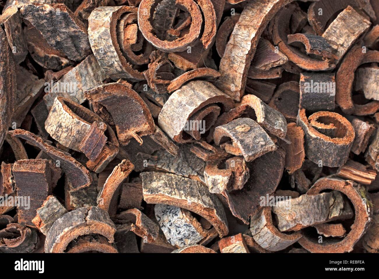 Medicinal plant, bark from a Houpu Magnolia (Magnolia officinalis Stock ...