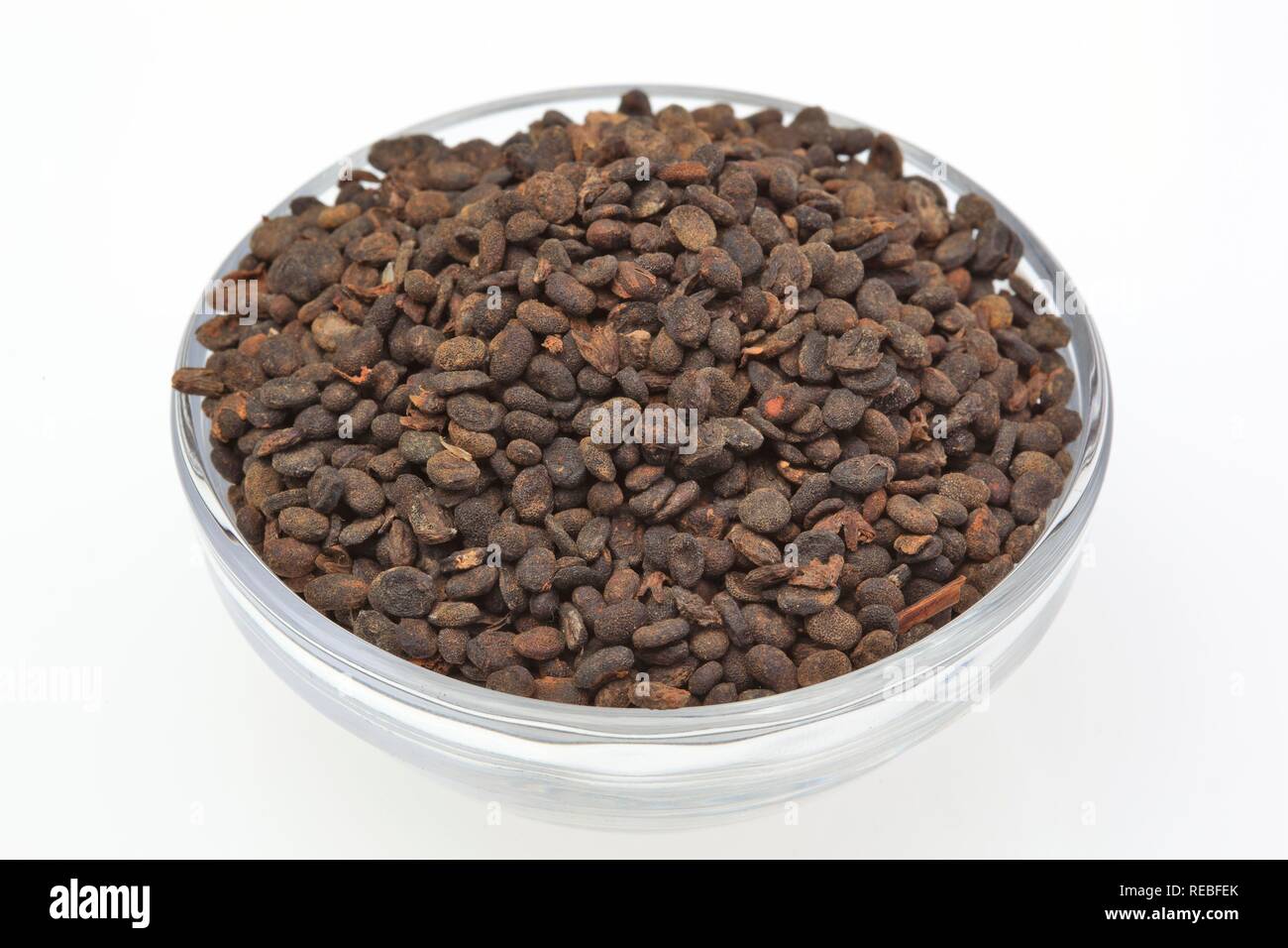 Medicinal plant seeds, Babchi, Bawchsee seed plant, Black Dot, Malaya ...