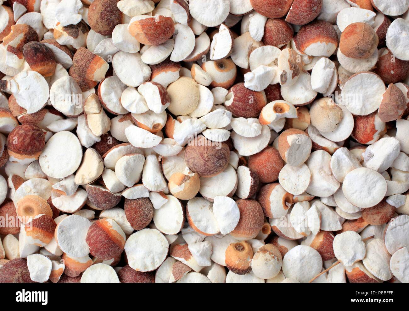 Fox Nut Stock Photos & Fox Nut Stock Images - Alamy