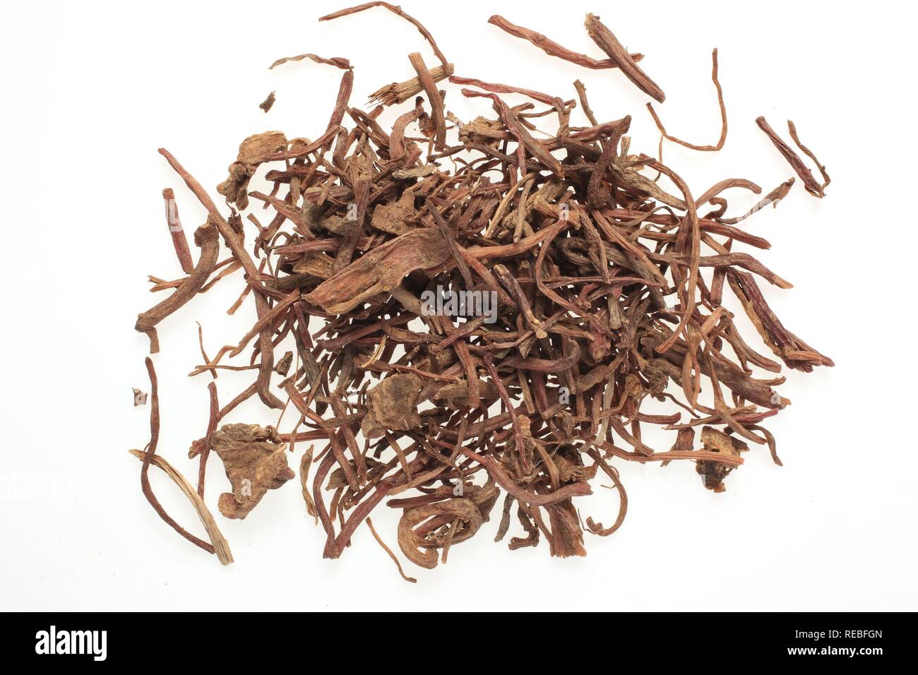 Dried roots of the medicinal plant Purple Aster Root (Aster tataricus ...