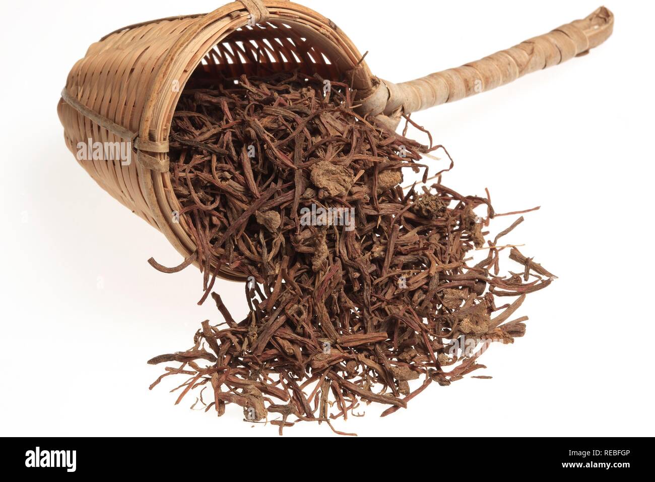 Dried roots of the medicinal plant Purple Aster Root (Aster tataricus ...