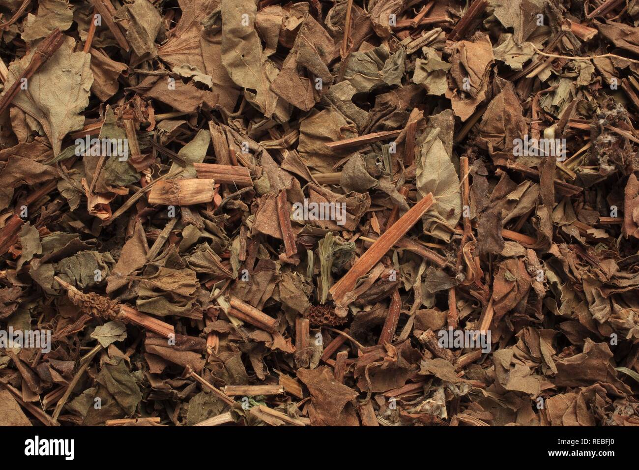 Dried leaves of the medicinal plant Chinese lizard tail, Chameleon ...