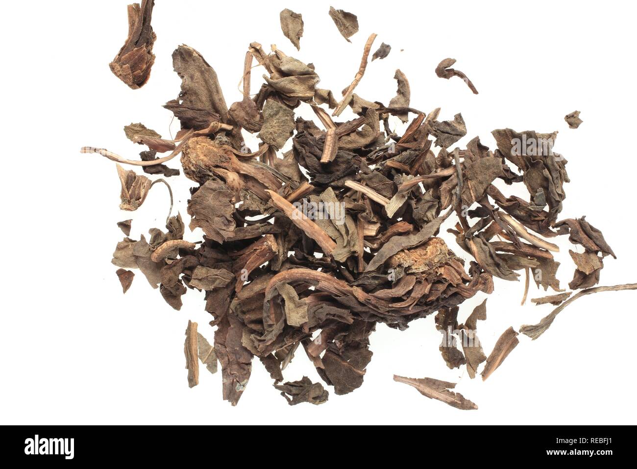 Dried leaves of the medicinal plant Chinese lizard tail, Chameleon ...
