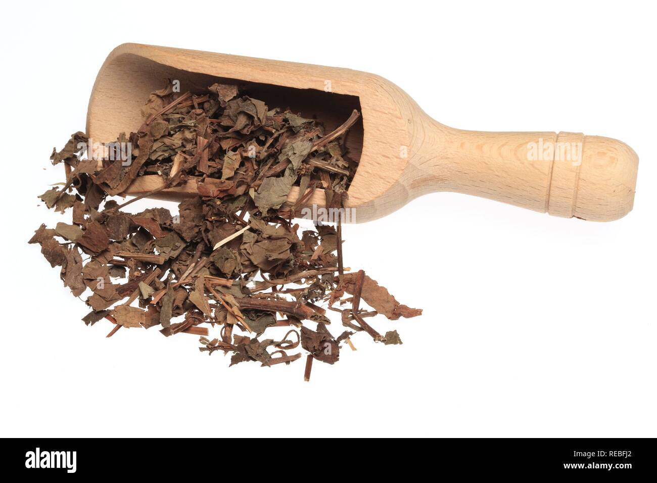 Dried leaves of the medicinal plant Chinese lizard tail, Chameleon ...