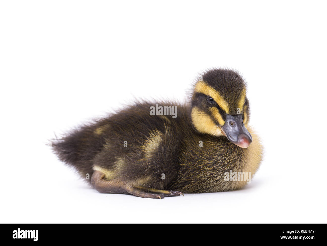 Cute little newborn fluffy duckling. One young duck isolated on a white ...