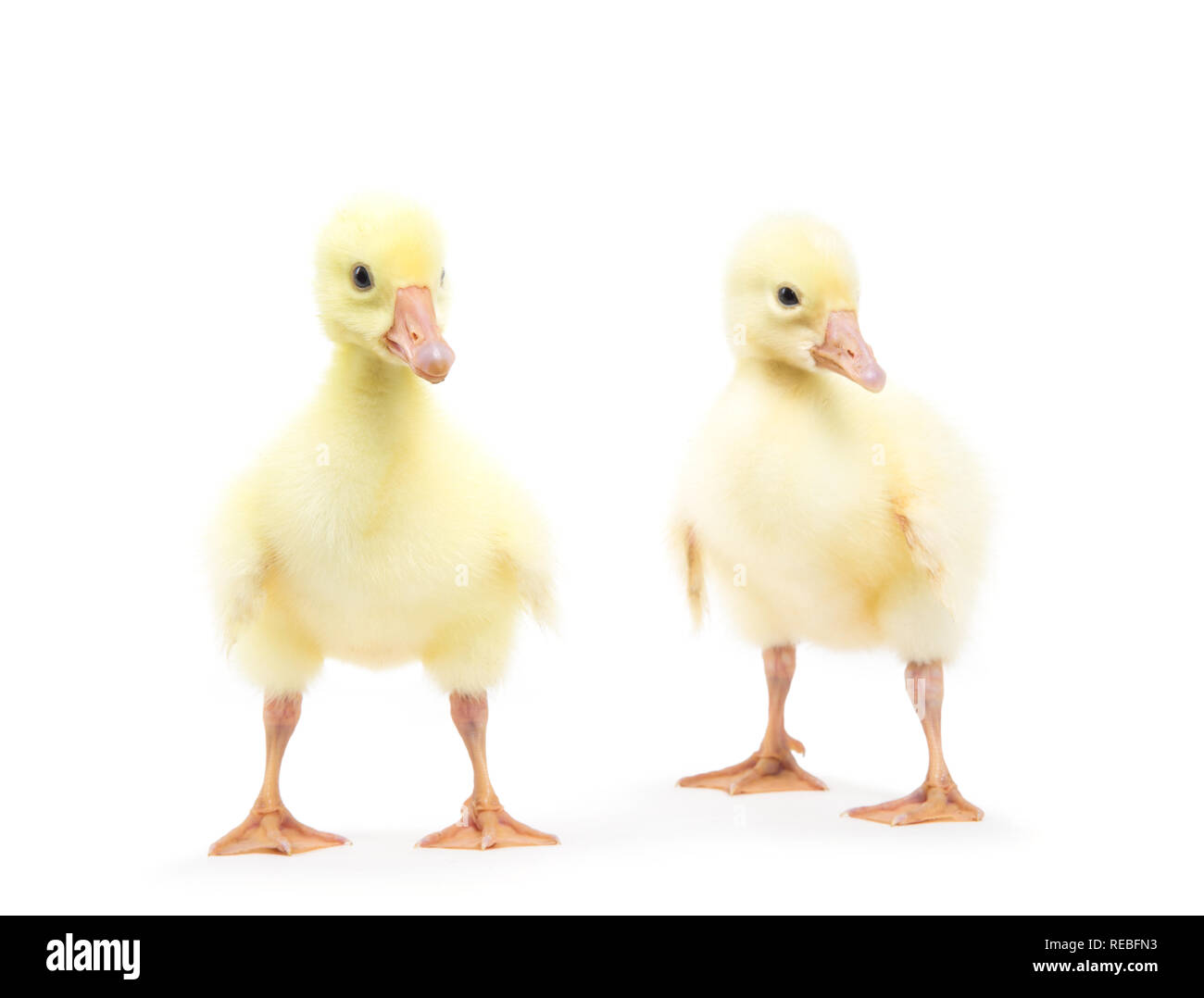 Yellow duckling on white background Stock Photo - Alamy