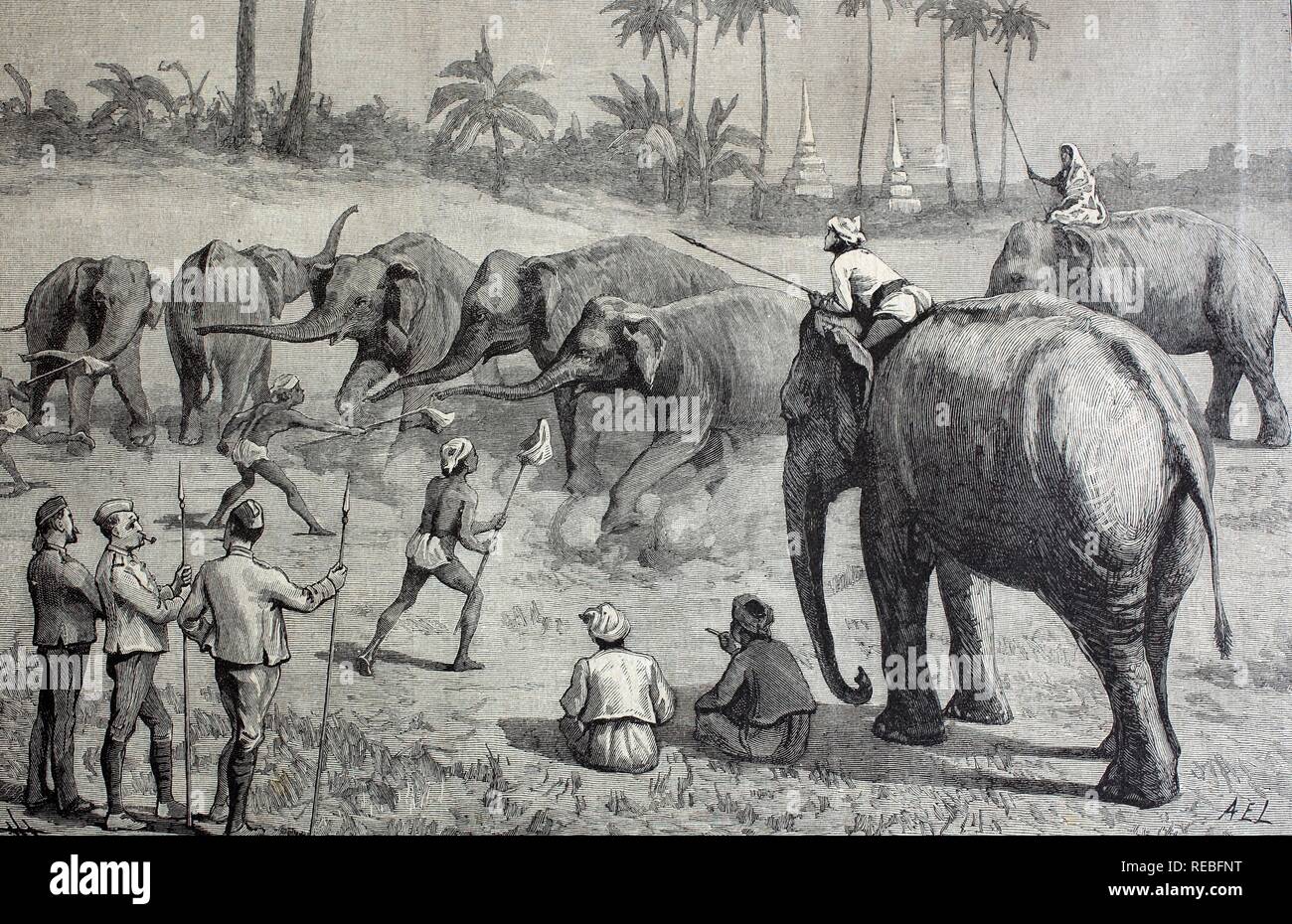 Training elephants in British Burma, steel engraving Stock Photo - Alamy