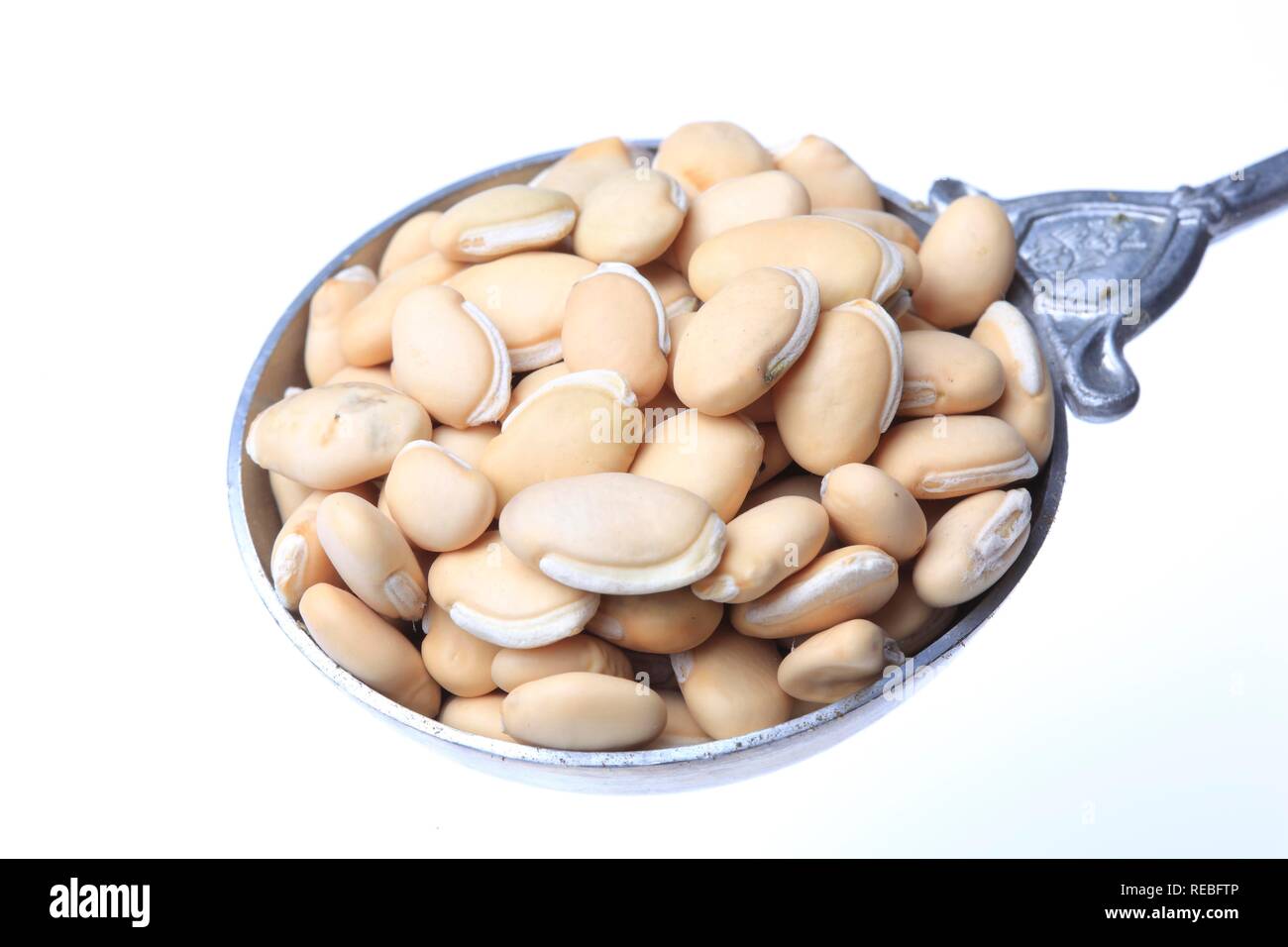 Medicinal plant Dolichos seed, Hyacinth bean, egyptian kidney bean ...