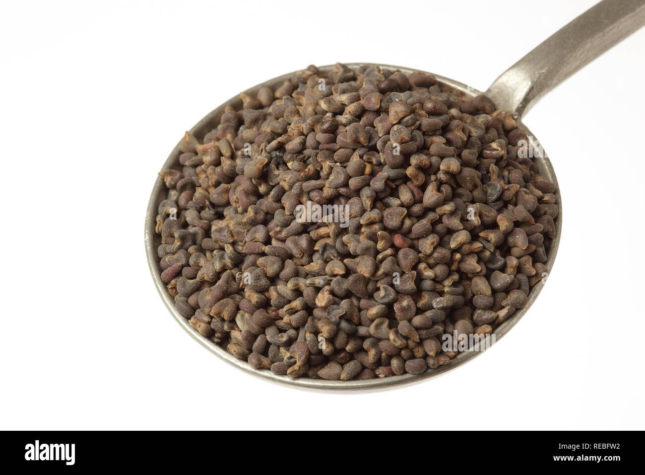 Seeds of the medicinal plant chinese mallow, cluster mallow, curly ...