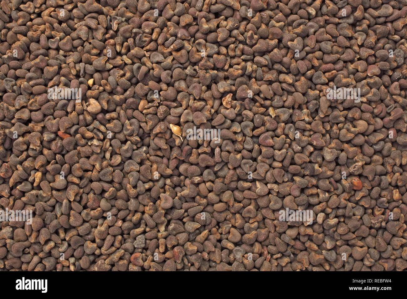 Seeds of the medicinal plant chinese mallow, cluster mallow, curly ...