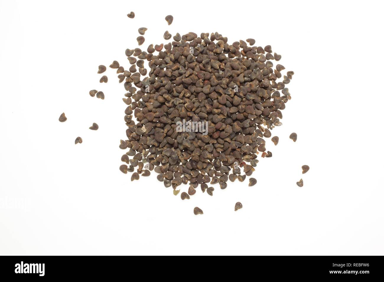 Seeds of the medicinal plant chinese mallow, cluster mallow, curly ...