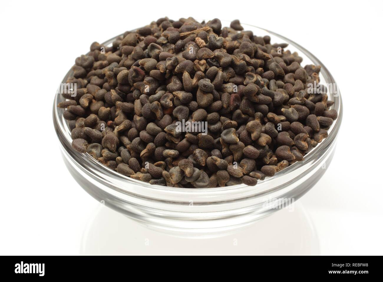 Seeds of the medicinal plant chinese mallow, cluster mallow, curly ...