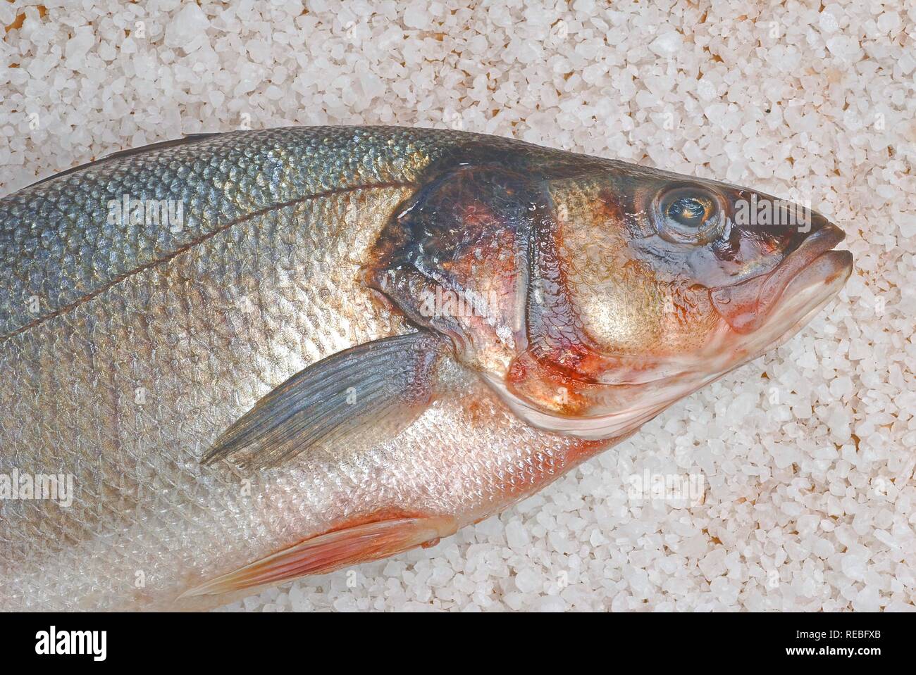 Gilt-head bream on sea salt Stock Photo - Alamy