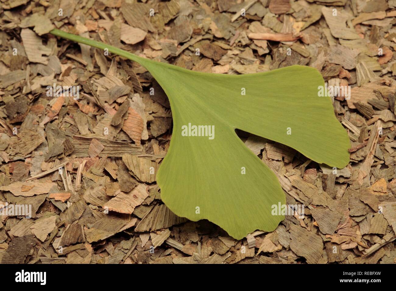Dried Ginkgo (Ginkgo biloba) leaves and fresh leaf, leaves in dried ...