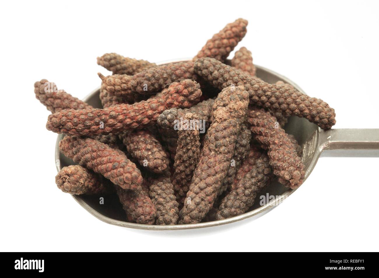 Long pepper (Piper longum Stock Photo - Alamy
