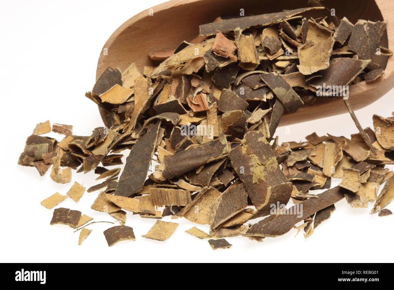 Medicinal plant Common Ash, bark of the Ash, (Fraxinus excelsior Stock ...