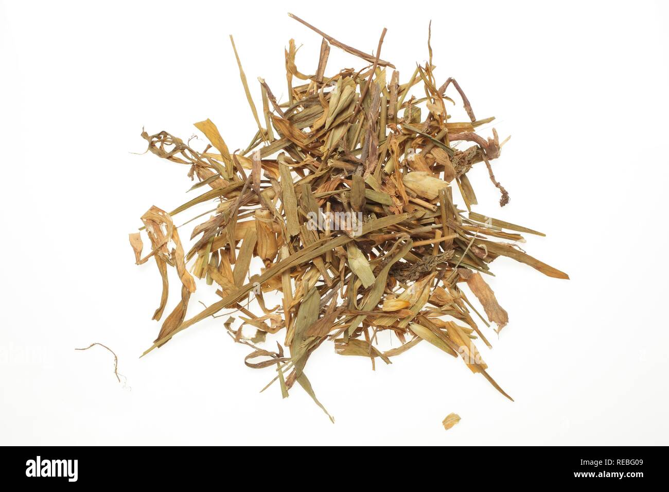 Dried leaves of the medicinal plant Fringed Pink, Superb Pink ...