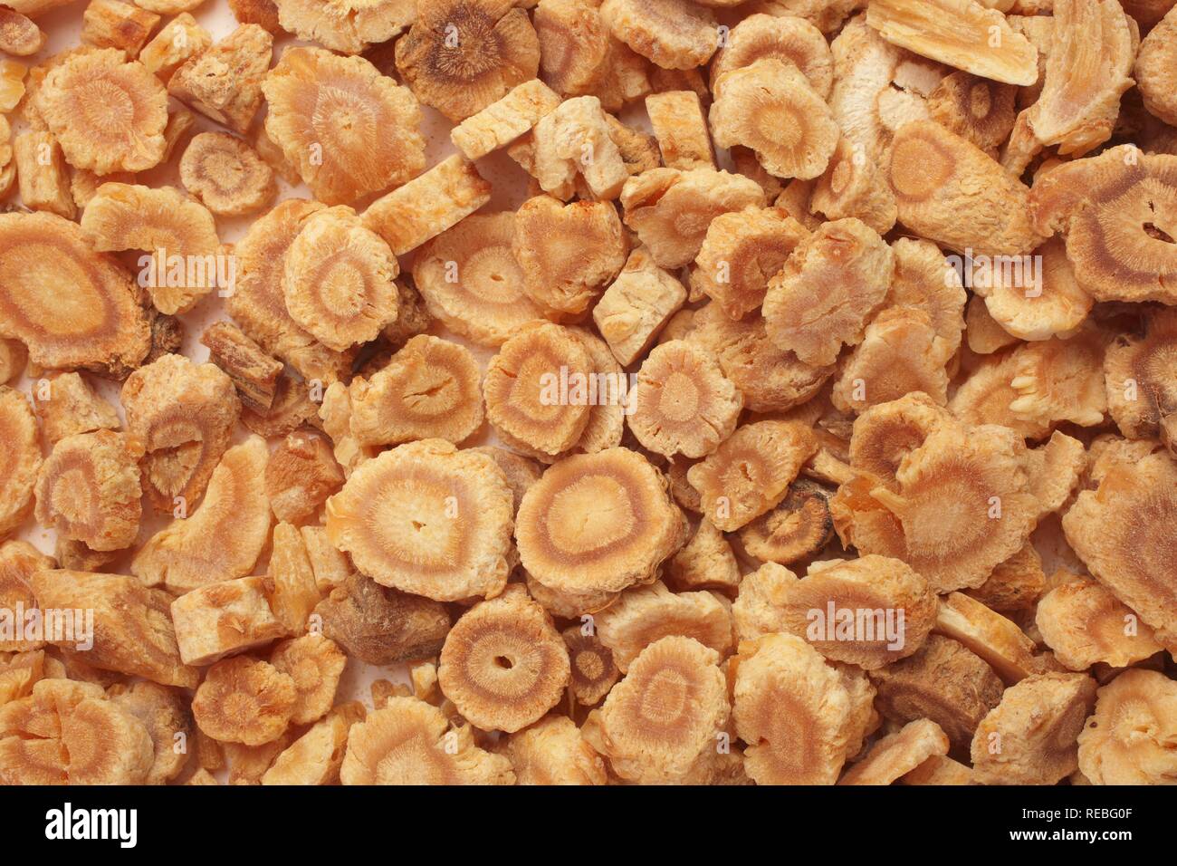 Medicinal plant Coastal glehnia, Silvertop, (Glehnia littoralis), Bei ...