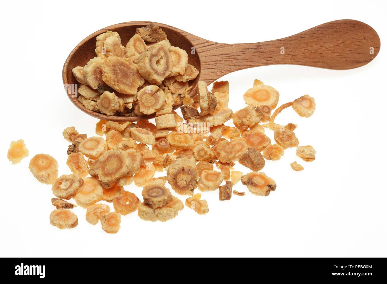 Medicinal plant Coastal glehnia, Silvertop, (Glehnia littoralis), Bei ...