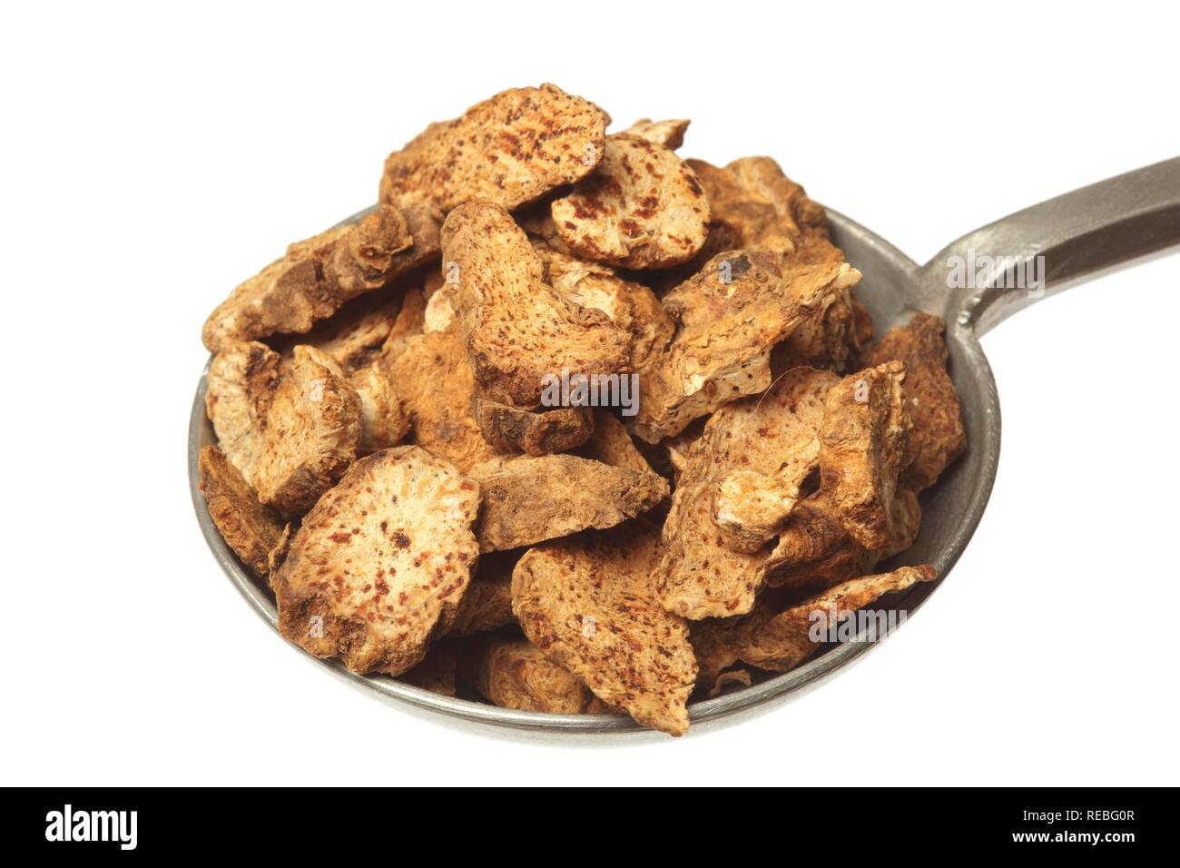 Medicinal plant Chinese Atractylodes, (Atractylodes lancea), Cang Zhu ...