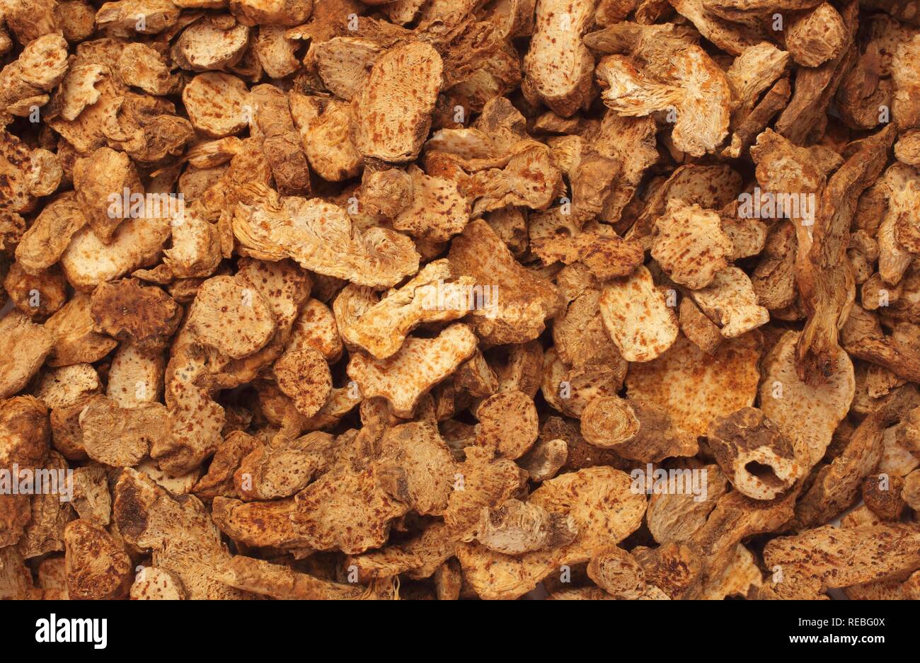 Medicinal plant Chinese Atractylodes, (Atractylodes lancea), Cang Zhu ...