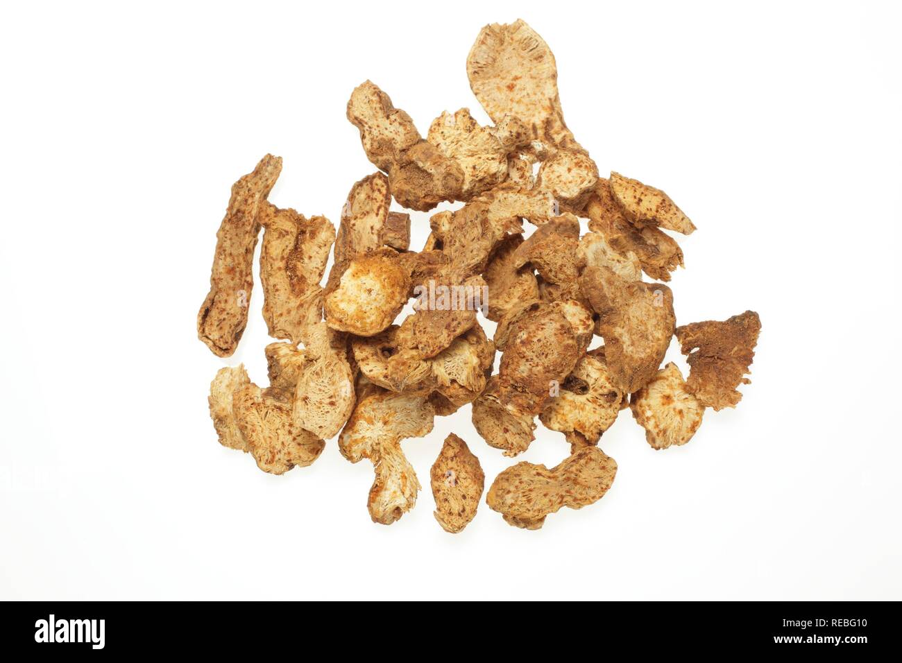 Medicinal plant Chinese Atractylodes, (Atractylodes lancea), Cang Zhu ...