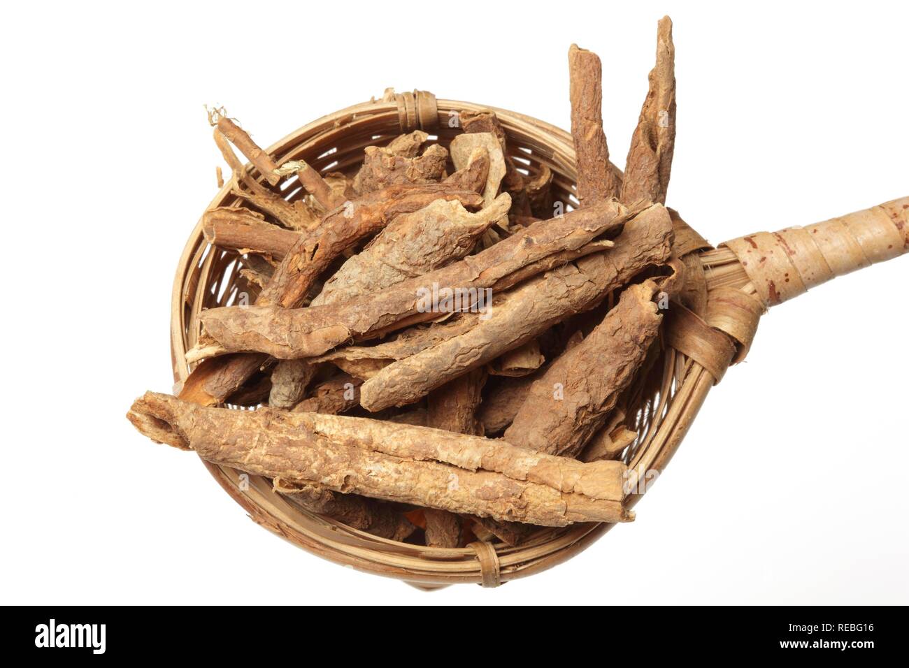 Medicinal plant Eleuthero, siberian ginseng, (Eleutheroccus senticosus ...