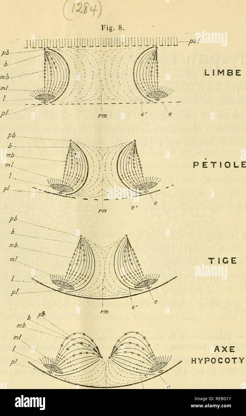 Hypocotyle hi-res stock photography and images - Alamy