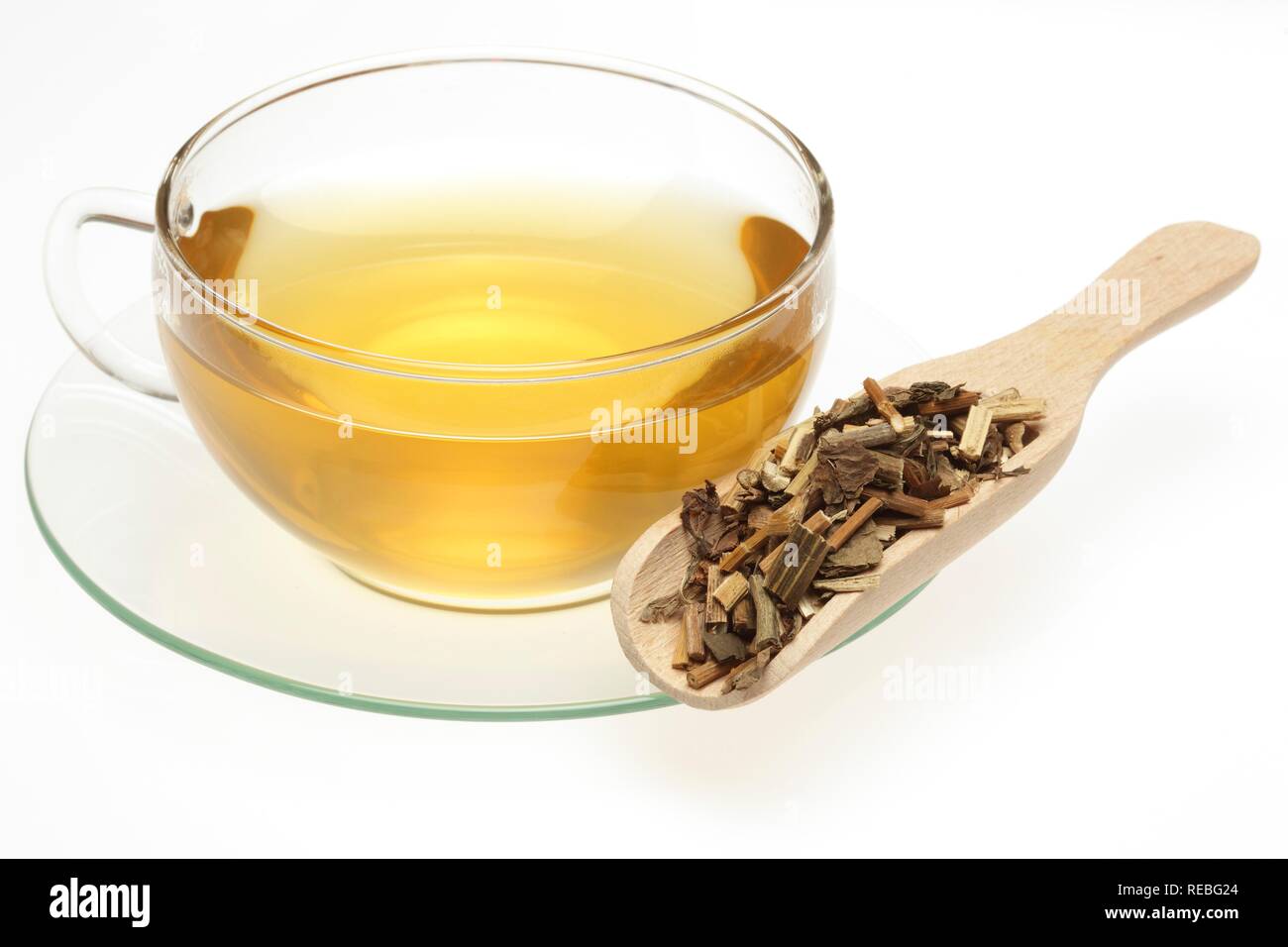 Herbal tea made of the medicinal plant Herbaceous Perennial (Eupatorium ...