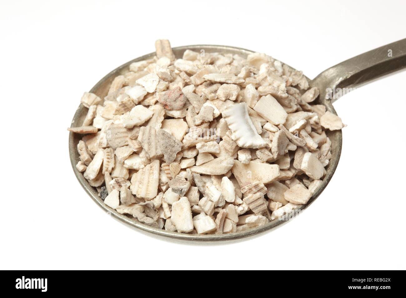 Chinese medicine, Arca clamshells (Arca concha granosa), Wa Leng Zi ...