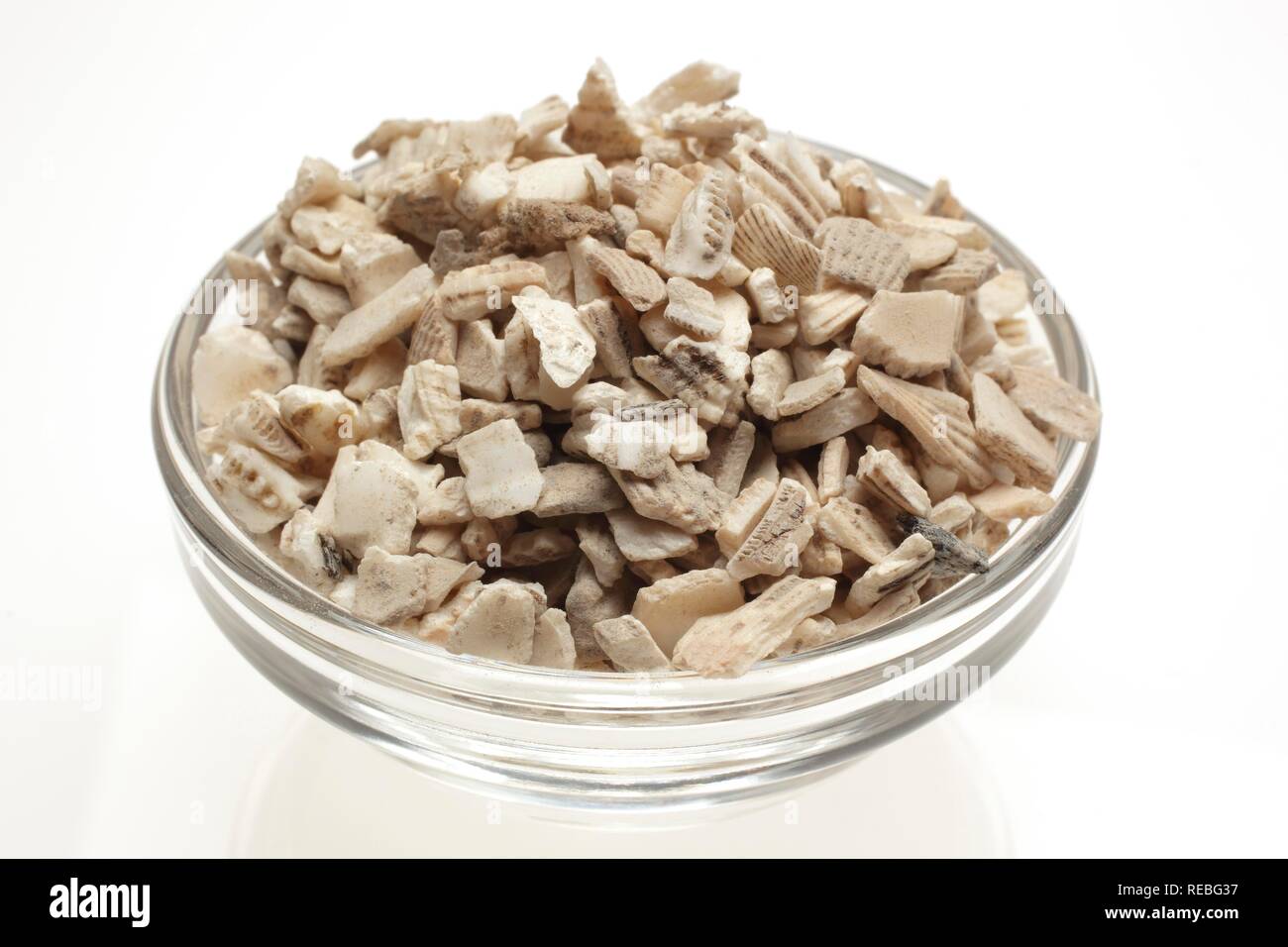 Chinese medicine, Arca clamshells (Arca concha granosa), Wa Leng Zi ...