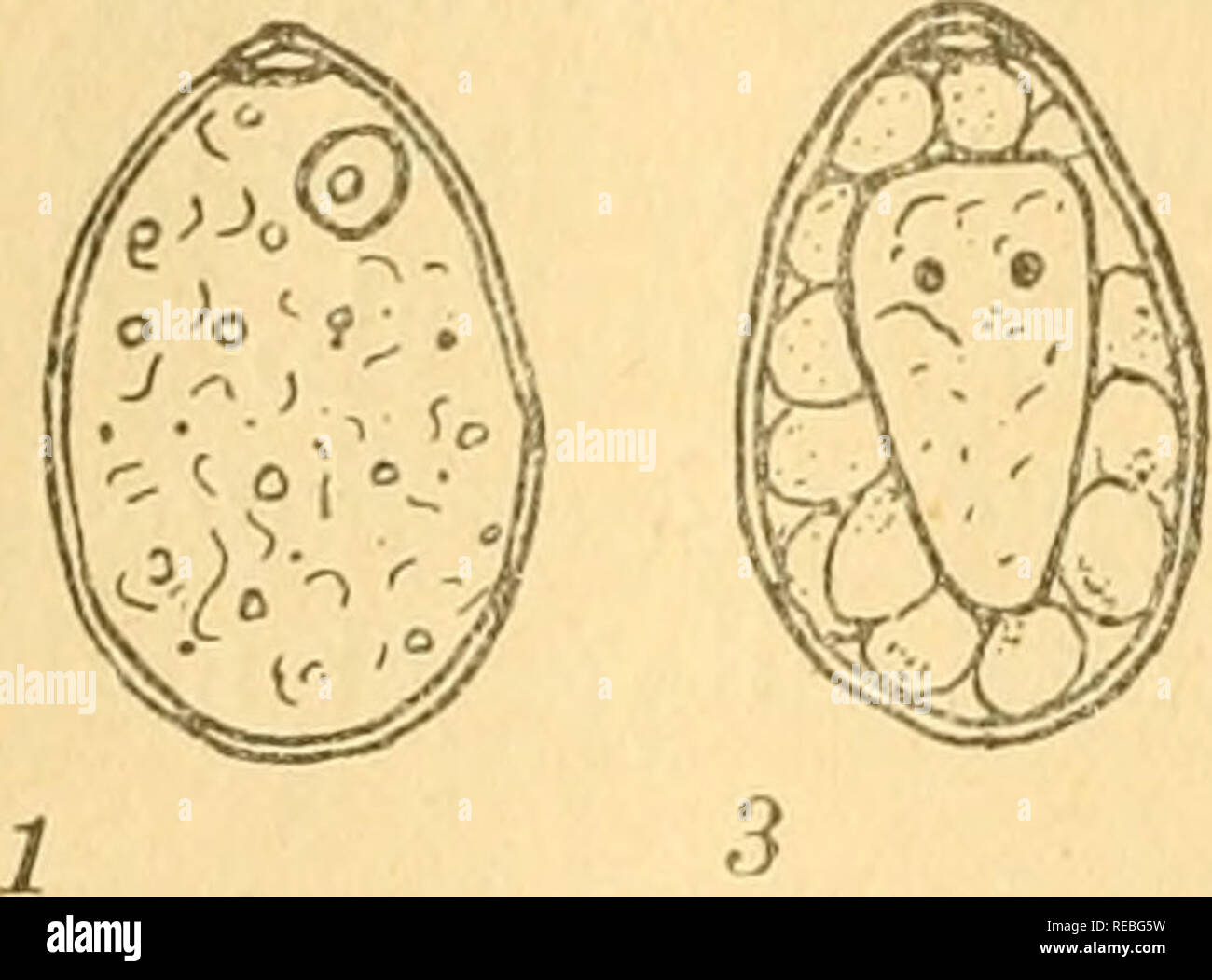 Miracidia hi-res stock photography and images - Alamy