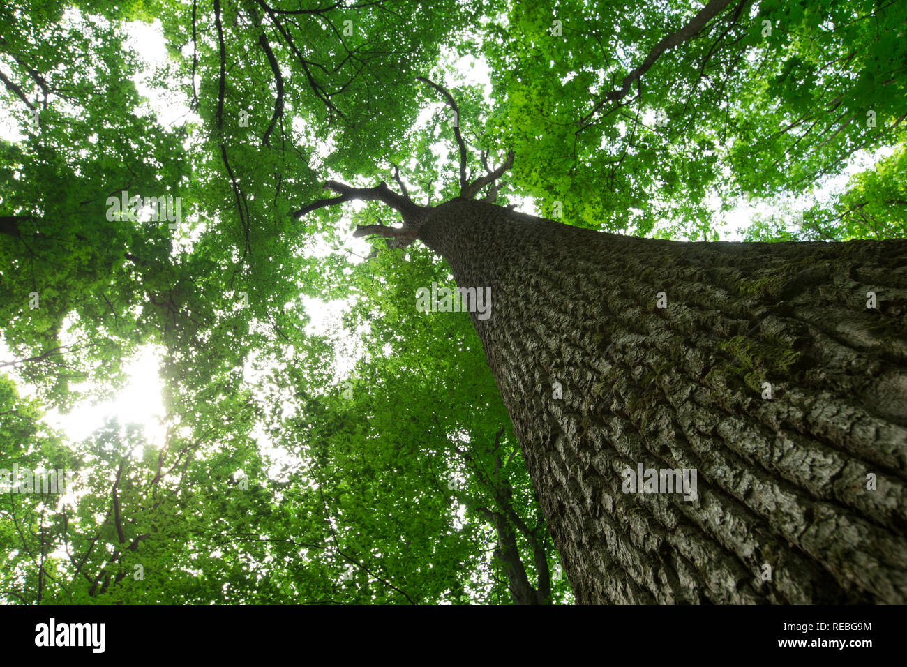 forest trees. nature green wood sunlight backgrounds Stock Photo - Alamy
