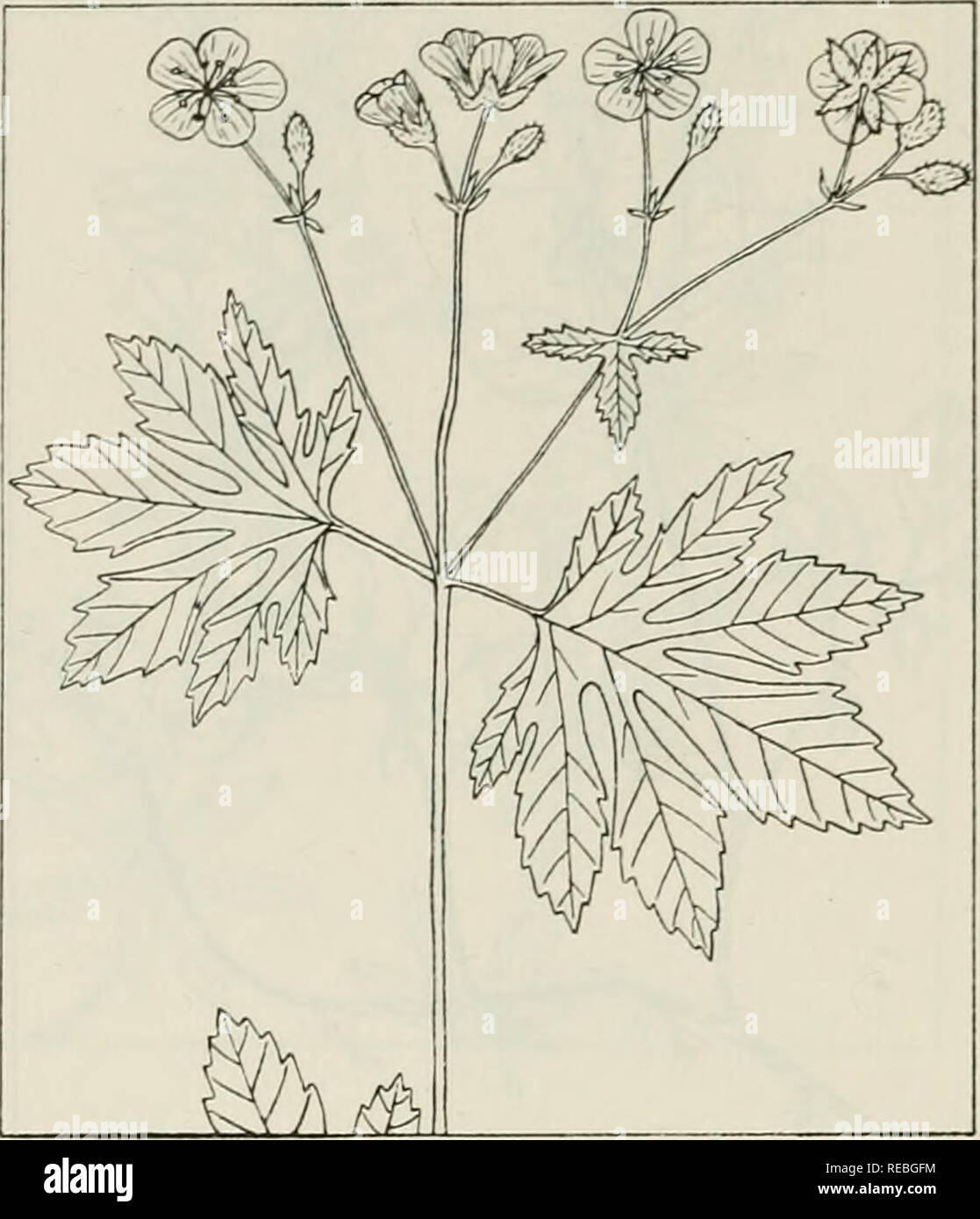 Palmately cleft leaves hi-res stock photography and images - Alamy