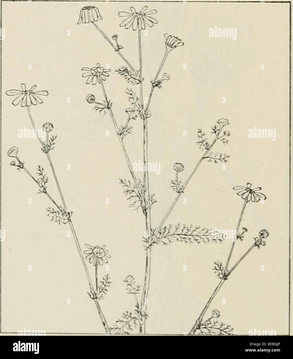 . The drug plants of Illinois. Botany, Medical; Botany. ANETHUM ...