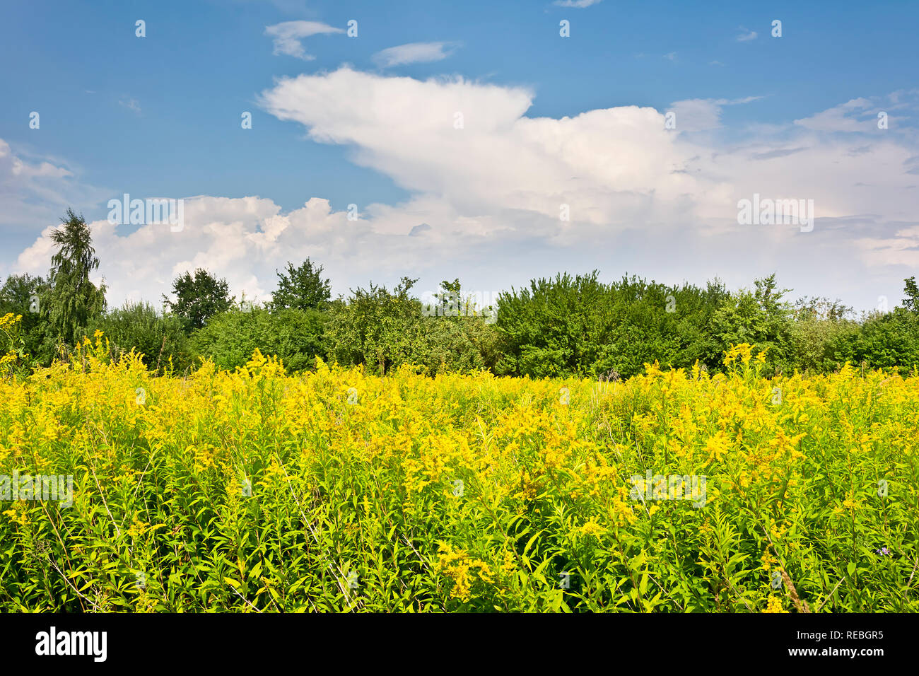 Goldenrod field on the sky background Stock Photo - Alamy