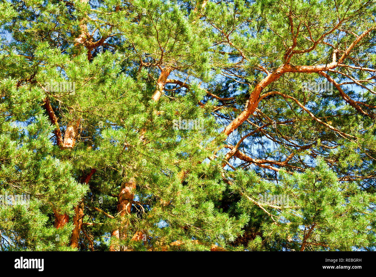 Branches of a pine hi-res stock photography and images - Alamy